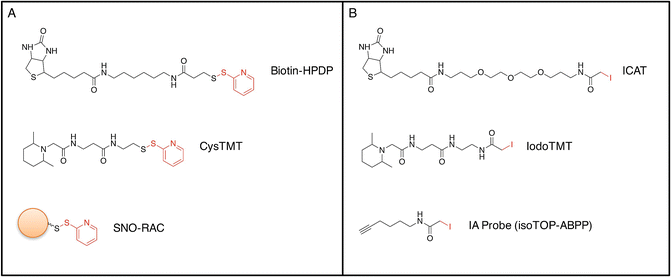 A Proteomics Workflow for Dual Labeling Biotin Switch Assay to Detect ...