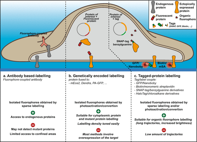 Using Single-Protein Tracking to Study Cell Migration | SpringerLink