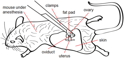 In Vivo Imaging of the Mouse Reproductive Organs, Embryo Transfer, and ...