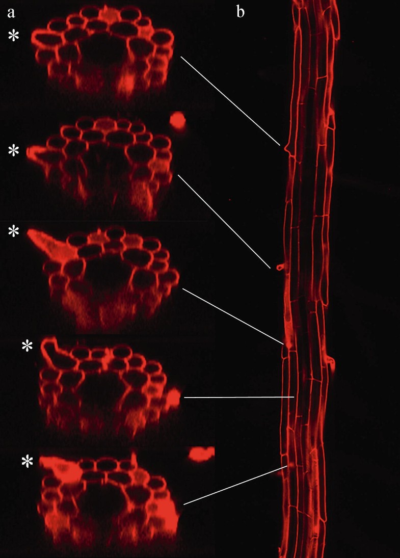 Characterization of Root Epidermal Cell Patterning and Differentiation ...