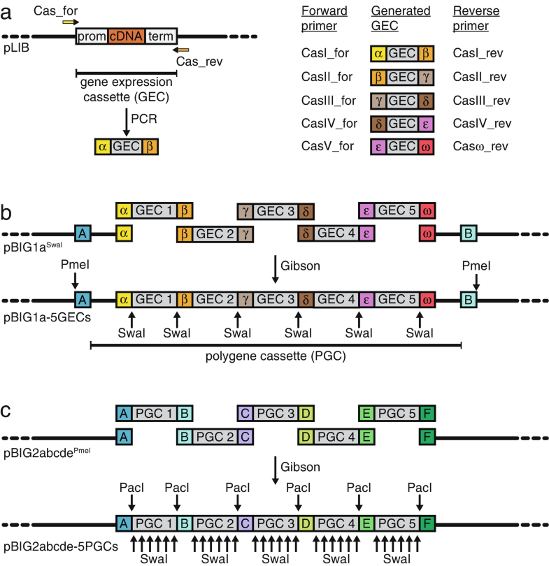 Expressing Multi-subunit Complexes Using biGBac | SpringerLink