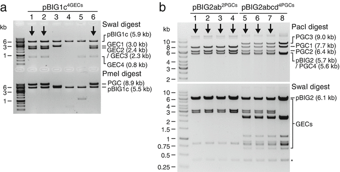 Expressing Multi-subunit Complexes Using biGBac | SpringerLink