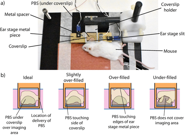 Imaging of Inflammatory Responses in the Mouse Ear Skin | SpringerLink