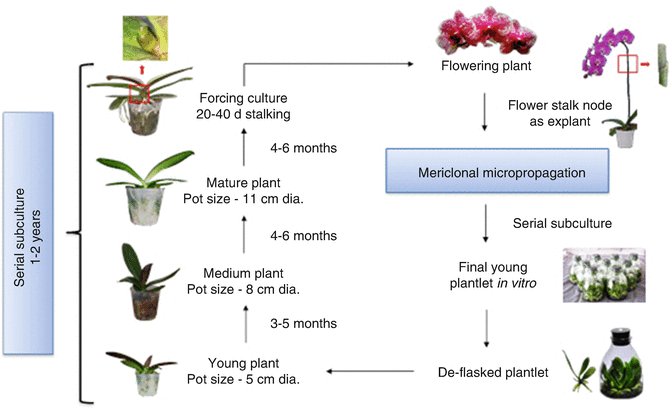 Orchid Cultivation in Taiwan: Conventional and Innovative Methods ...