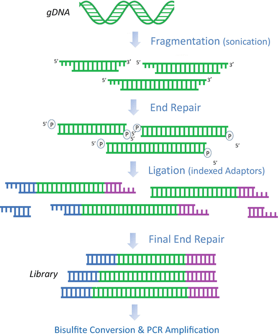 Whole-Genome Bisulfite Sequencing for the Analysis of Genome-Wide DNA ...