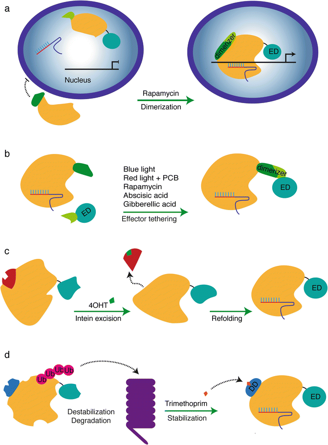 CRISPR/dCas9 Switch Systems for Temporal Transcriptional Control ...