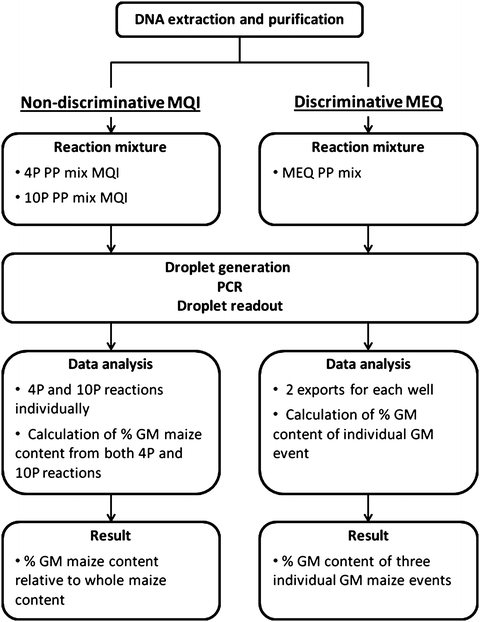Multiplex Droplet Digital PCR Protocols for Quantification of GM Maize ...