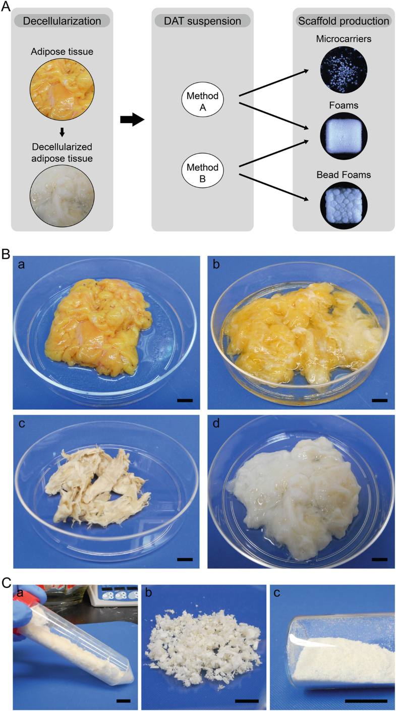 Decellularized Adipose Tissue Scaffolds for Soft Tissue Regeneration and Adipose-Derived Stem ...