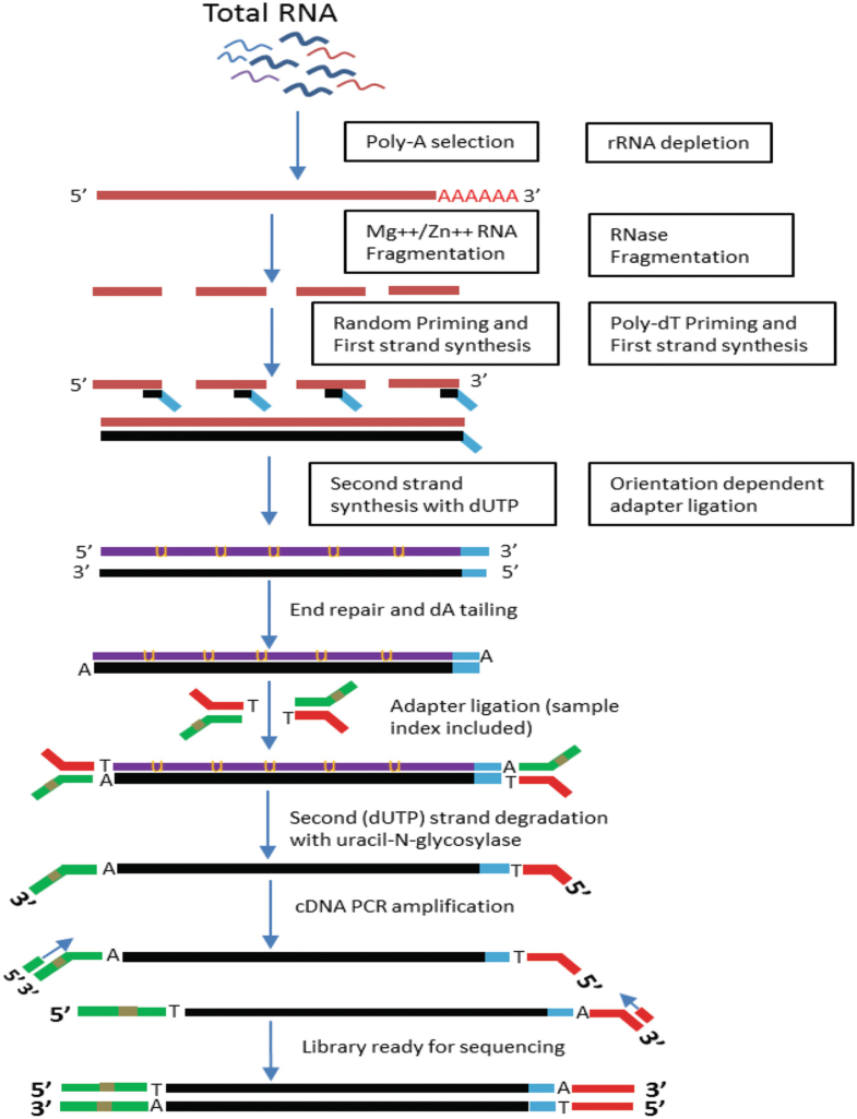 Current and Future Methods for mRNA Analysis: A Drive Toward Single Molecule Sequencing ...