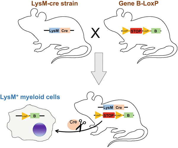 Cre Driver Mice Targeting Macrophages | SpringerLink
