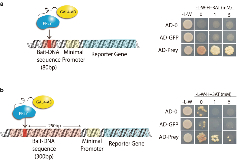 Screening Arrayed Libraries with DNA and Protein Baits to Identify ...