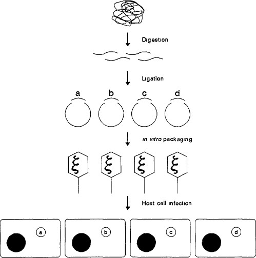 Genomic DNA Libraries | SpringerLink