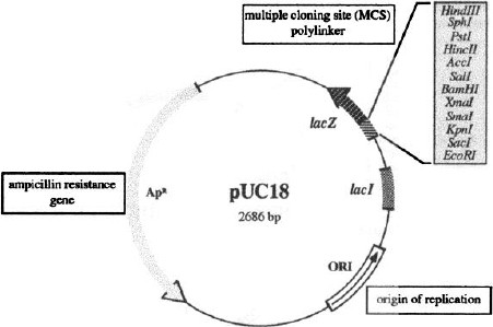 M13 and Phagemid-Based Cloning Vectors | SpringerLink