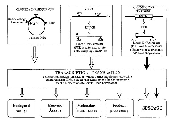 In Vitro Translation | SpringerLink