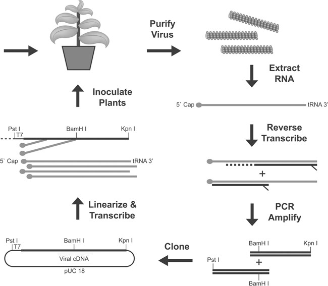 Construction of Infectious Clones for RNA Viruses: TMV | SpringerLink