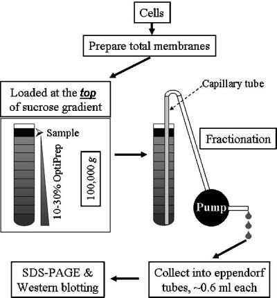 Fractionation of Subcellular Membrane Vesicles of Epithelial and ...
