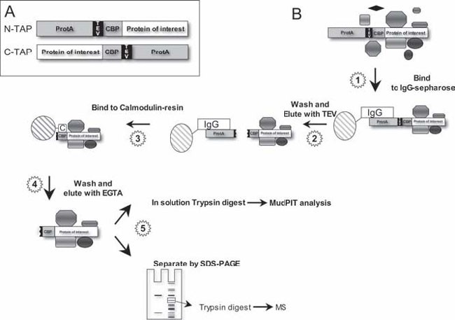 Tandem Affinity Purification Combined with Mass Spectrometry to ...