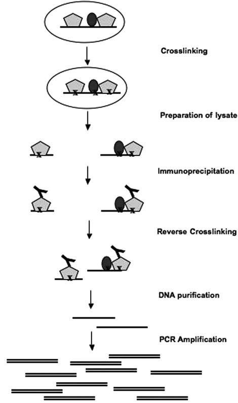 Chromatin Immunoprecipitation Assays: Analyzing Transcription Factor ...
