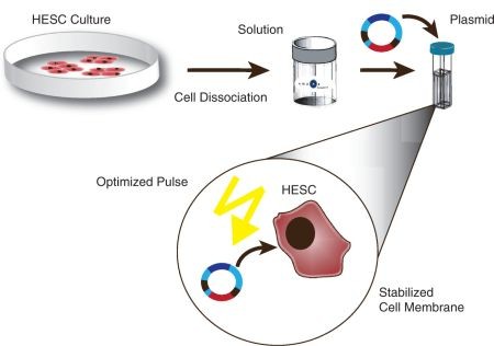 Nucleofection of Human Embryonic Stem Cells | SpringerLink