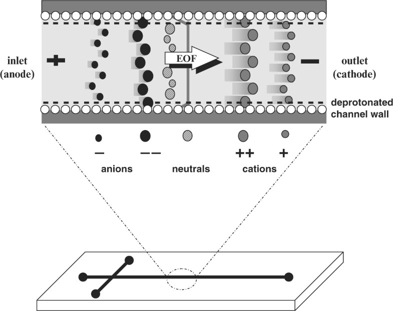 Microchip Capillary Electrophoresis | SpringerLink