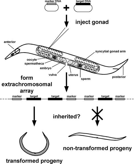 Germline Transformation of Caenorhabditis elegans by Injection ...