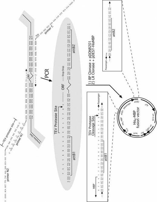 A Generic Method for the Production of Recombinant Proteins in ...