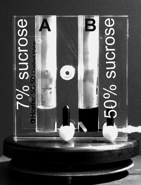 Polysome Analysis and RNA Purification from Sucrose Gradients ...