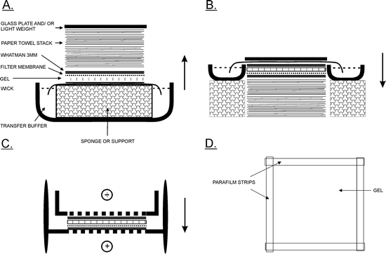 Northern Blotting Analysis | SpringerLink