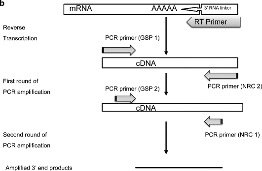 Rapid Amplification of cDNA Ends (RACE) | SpringerLink