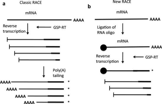 Rapid Amplification of cDNA Ends (RACE) | SpringerLink