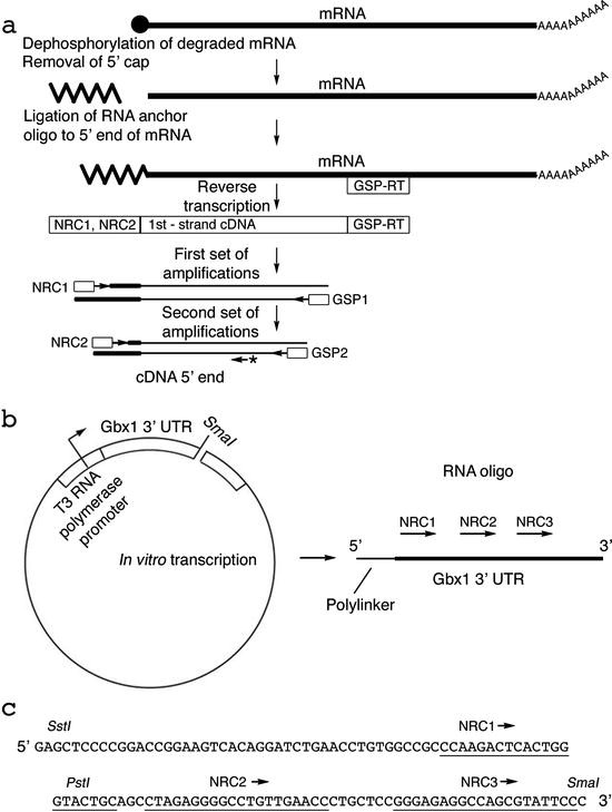 Rapid Amplification of cDNA Ends (RACE) | SpringerLink