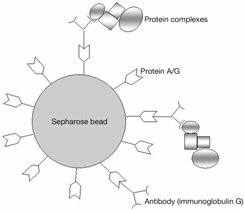 Coimmunoprecipitation Assay | SpringerLink