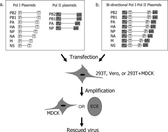 Reverse Genetics of the Avian Influenza Virus | SpringerLink