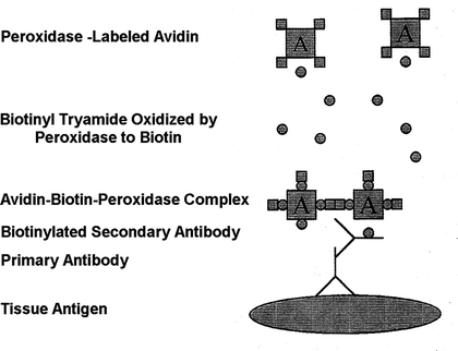 The Avidin–Biotin Complex (ABC) Method and Other Avidin–Biotin Binding ...