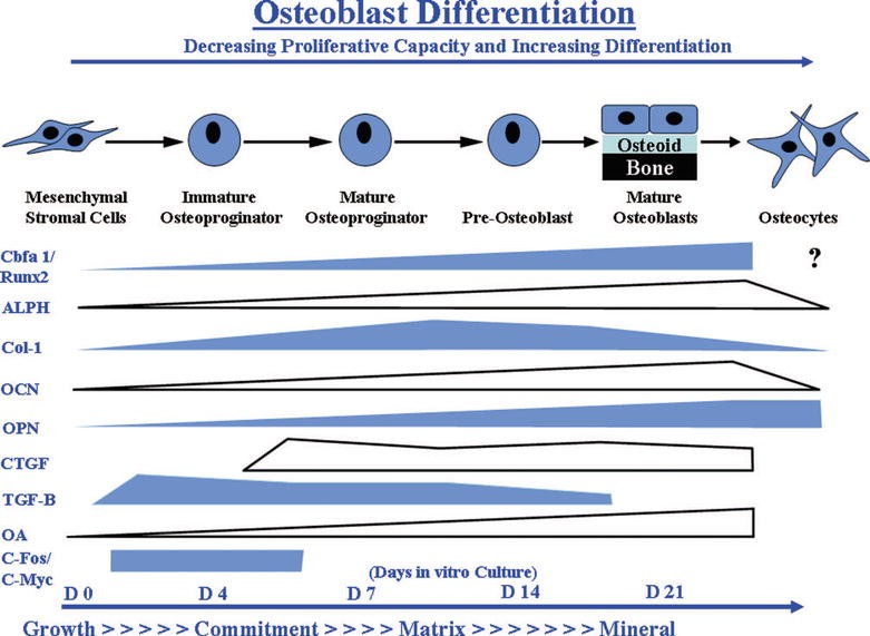 Bone Structure, Development and Bone Biology | SpringerLink