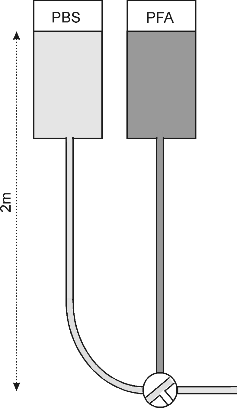 Pimonidazole Adduct Immunohistochemistry in the Rat Kidney: Detection ...