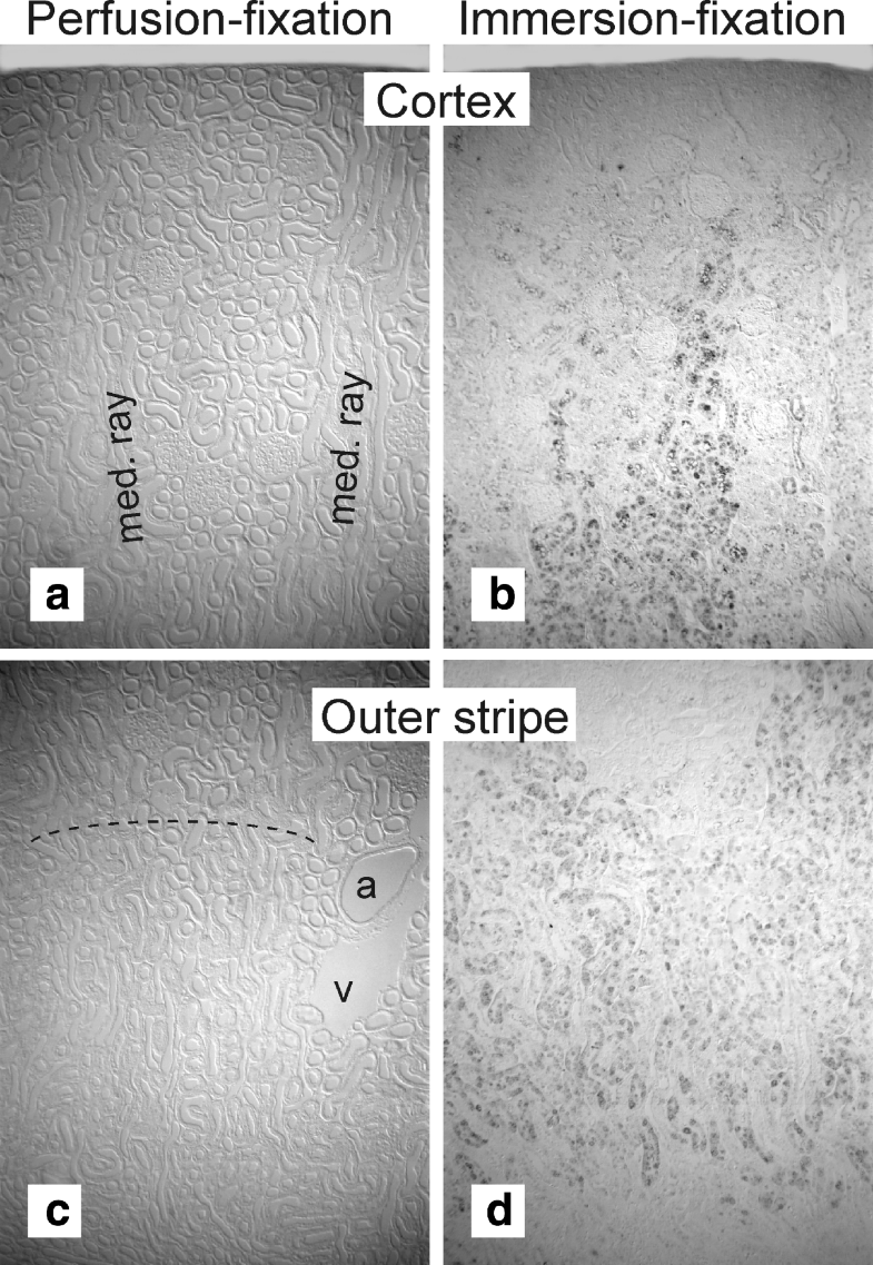 Pimonidazole Adduct Immunohistochemistry in the Rat Kidney: Detection ...