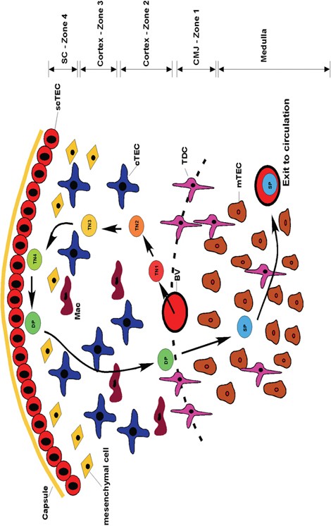 Thymus Organogenesis and Development of the Thymic Stroma | SpringerLink