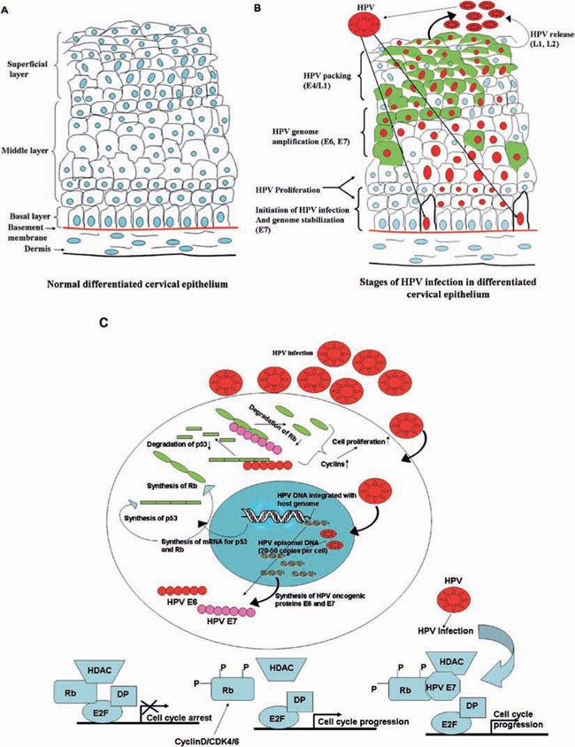 Epidemiology of Human Papilloma Virus (HPV) in Cervical Mucosa ...