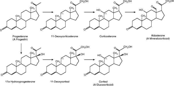 Anabolic Steroids | SpringerLink