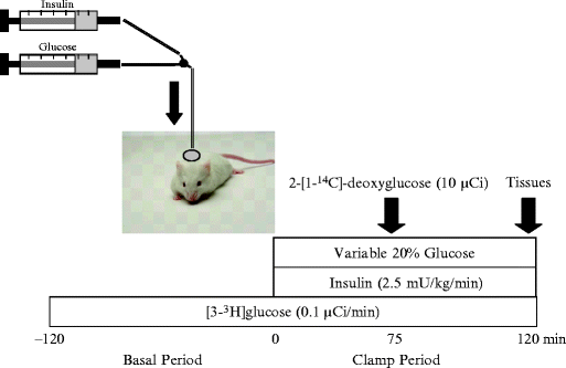 Hyperinsulinemic–Euglycemic Clamp to Assess Insulin Sensitivity In Vivo ...