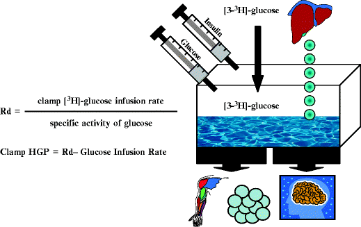 Hyperinsulinemic–Euglycemic Clamp to Assess Insulin Sensitivity In Vivo ...