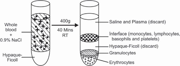 Isolation of Human Neutrophils From Venous Blood | SpringerLink