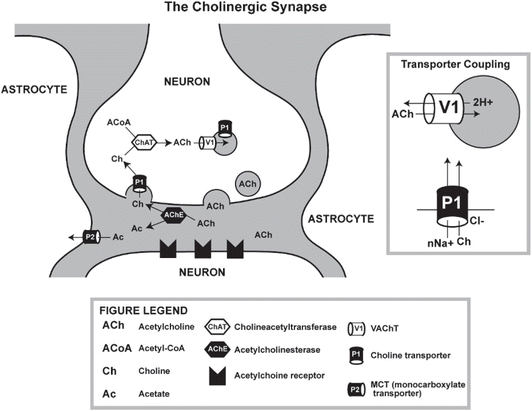 Neurotransmitter Reuptake and Synaptic Vesicle Refilling | SpringerLink