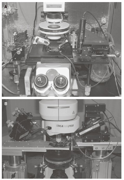 Whole-Cell Patch-Clamp Recordings | SpringerLink