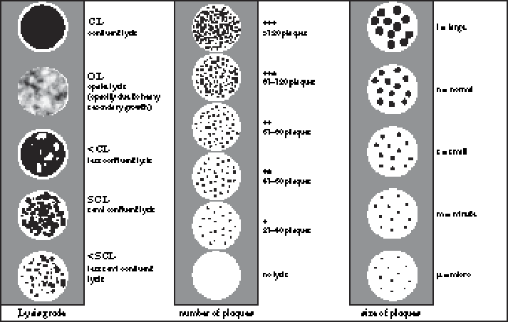 Salmonella Typhimurium Phage Typing for Pathogens | SpringerLink