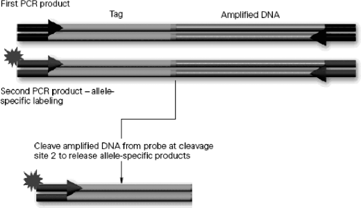 Molecular Inversion Probe Assay | SpringerLink