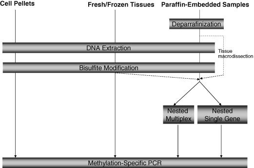 Methylation-Specific PCR | SpringerLink