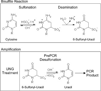 Prevention of PCR Cross-Contamination by UNG Treatment of Bisulfite ...