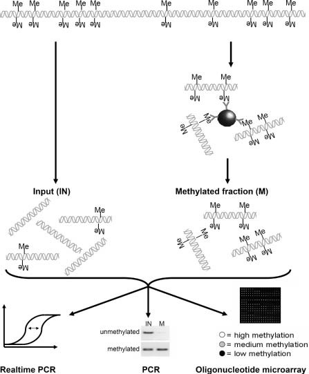 Methylated DNA Immunoprecipitation (MeDIP) | SpringerLink